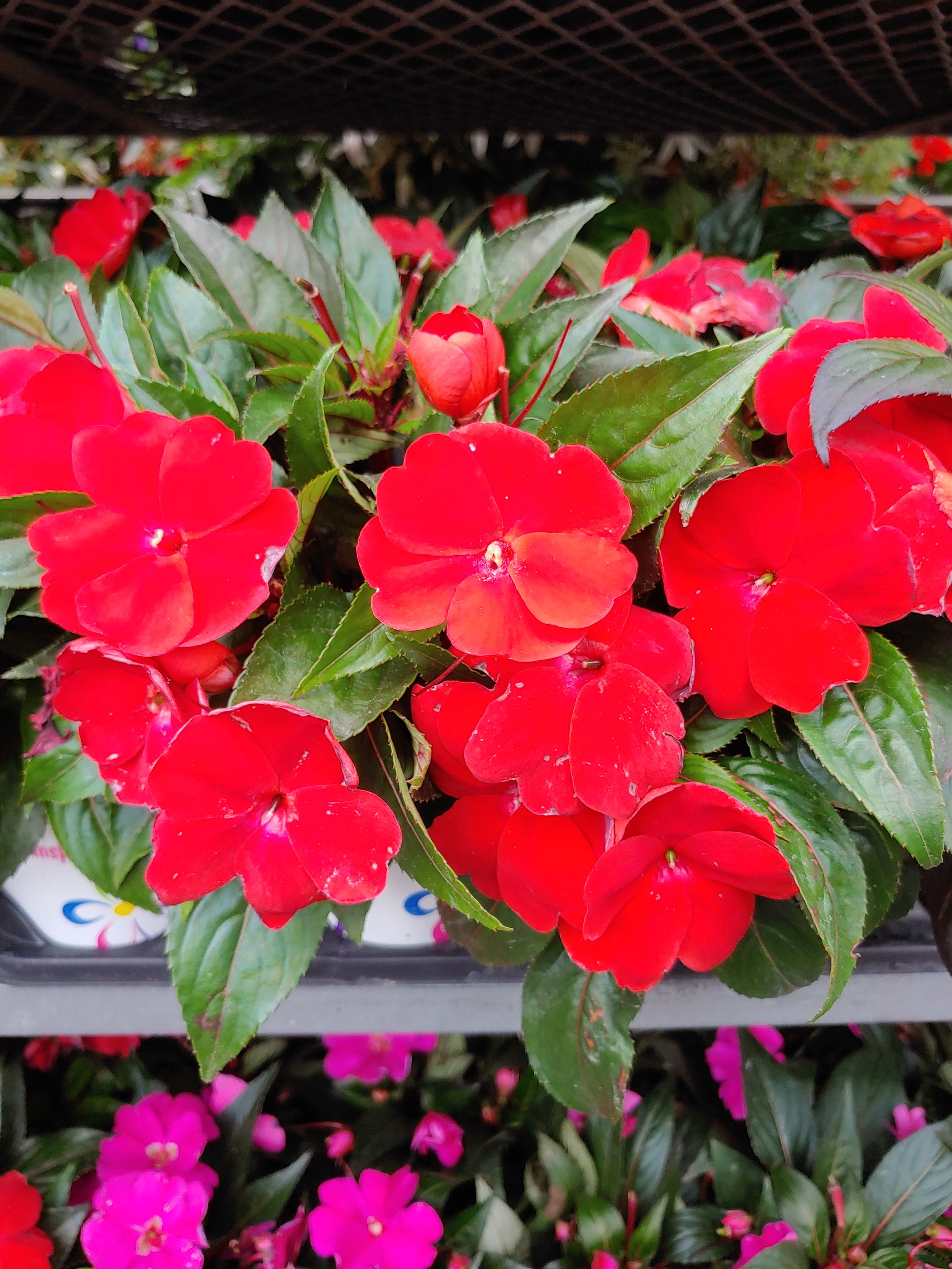 sunshine impatiens