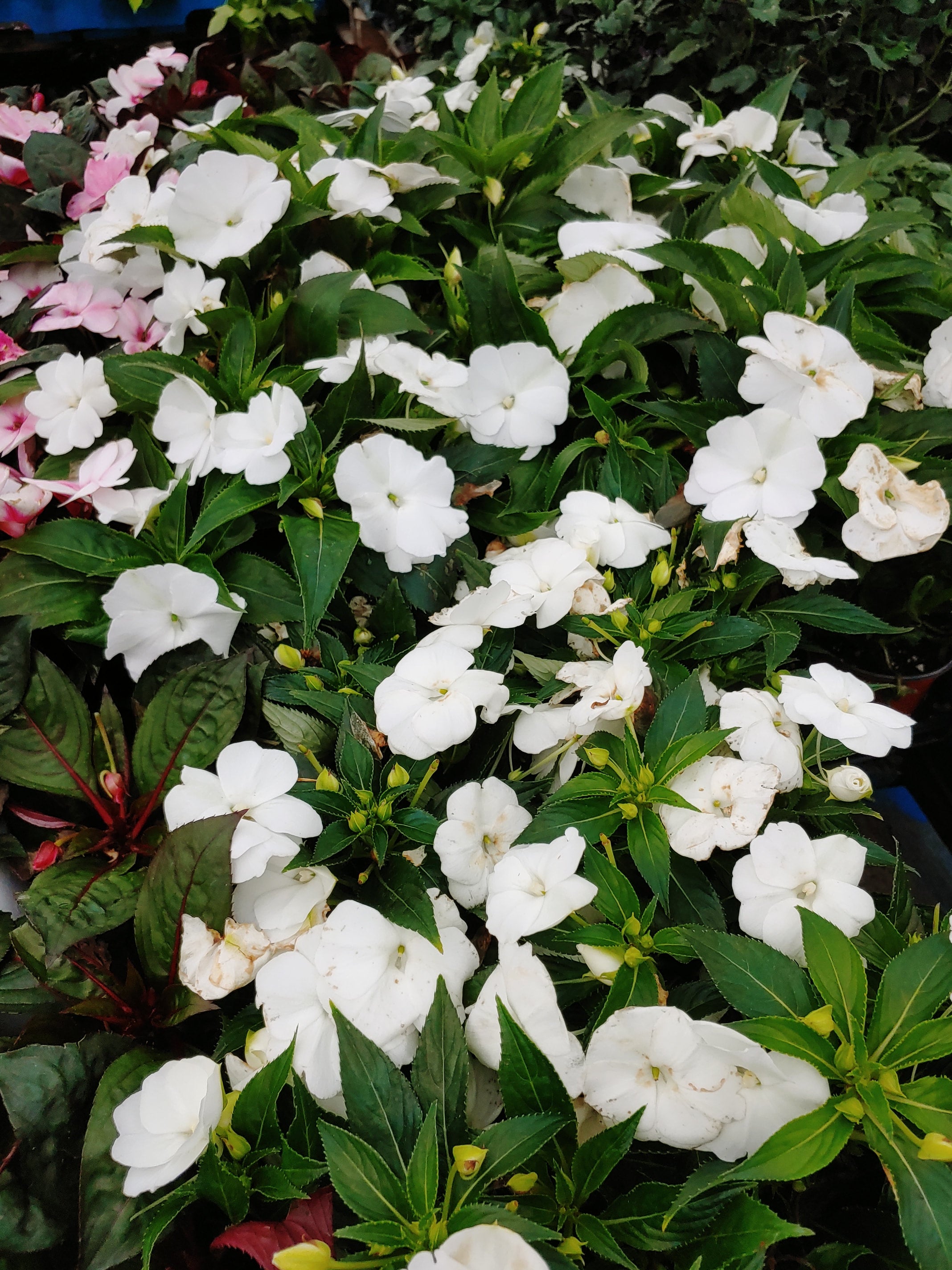 sunshine impatiens