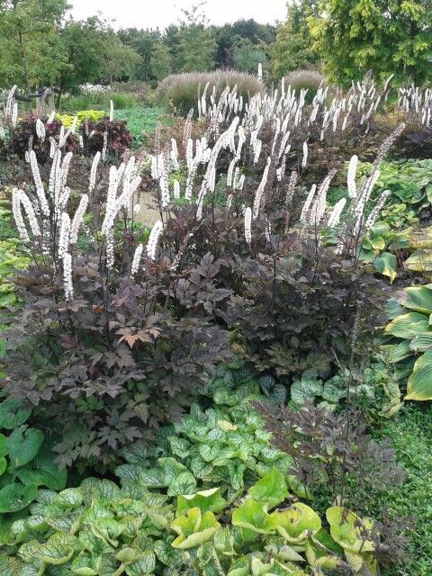 Bugbane (aka snakeroot - cimicifuga s.) 1 gallon | Kennedy Greenhouses