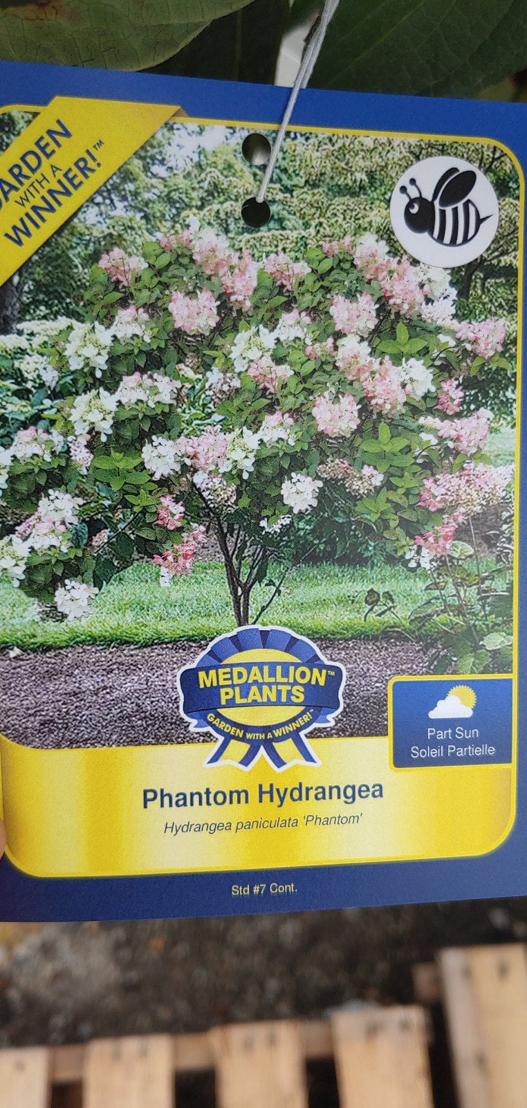 Hydrangea 'Phantom' Large 5' Standard (paniculata) | Kennedy Greenhouses