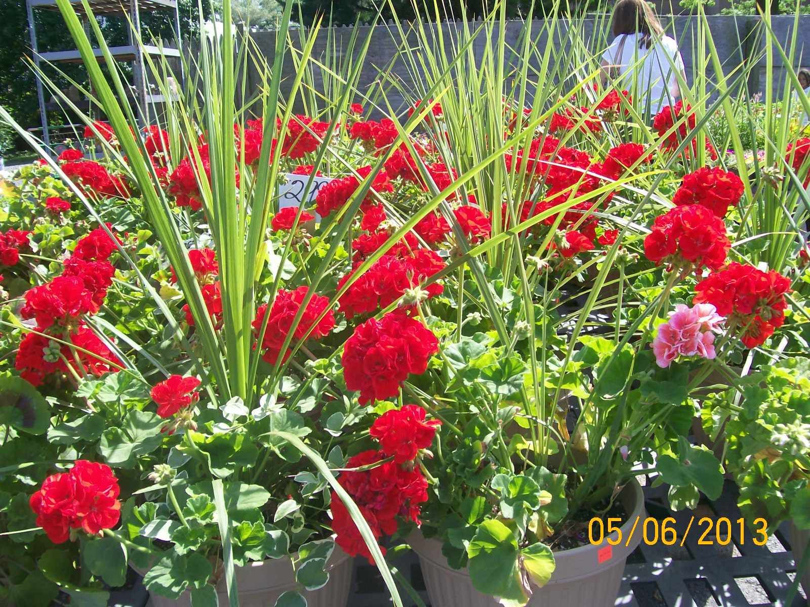 *Mother Geraniums with Spike | Kennedy Greenhouses