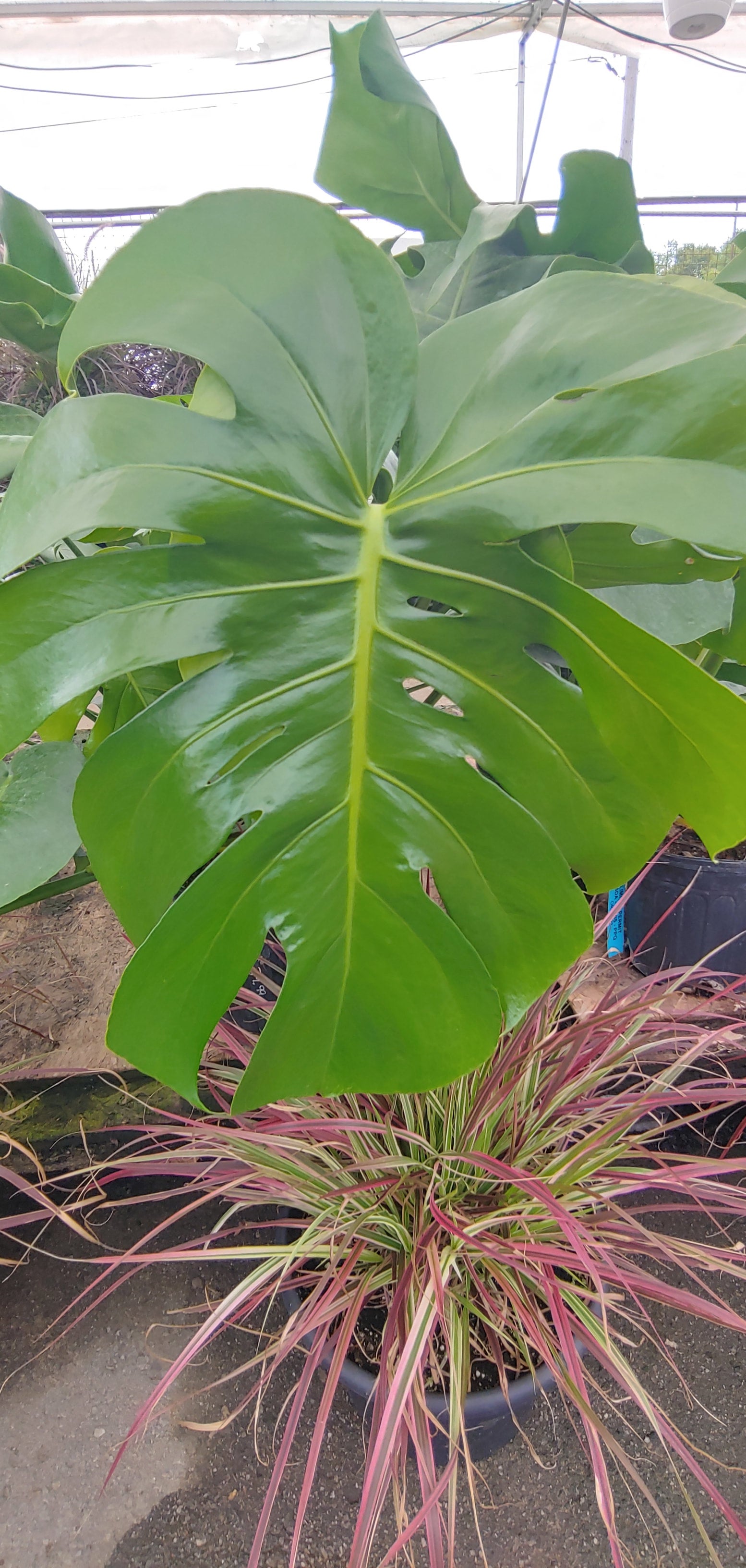 Monstera Deliciosa (Swiss cheese plant) | Kennedy Greenhouses
