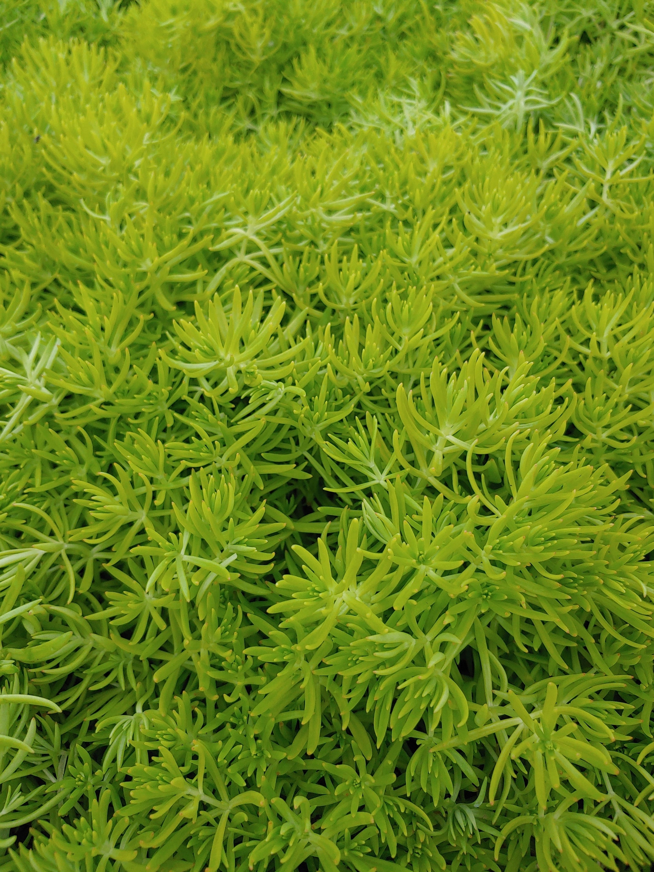 Lime Needle Stonecrop - 4" Pots | Kennedy Greenhouses